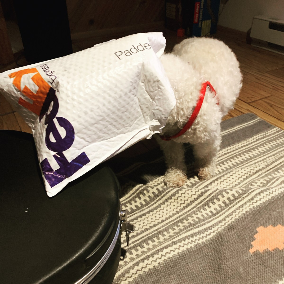 Weeks 17: The Word of the Week is Cheeky – MacKenzie Boys' Boot Room